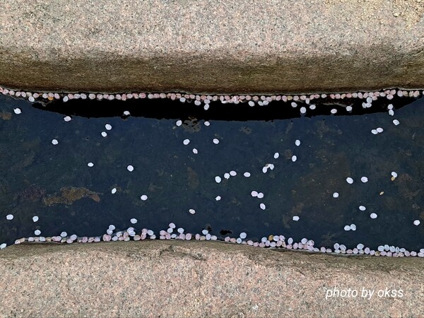 봄날, 국장님을 생각하며